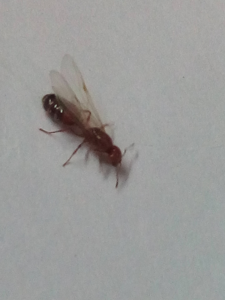 Solenopsis Fire Ants and Thief Ants from Dhamtari, IN-CT, IN on ...