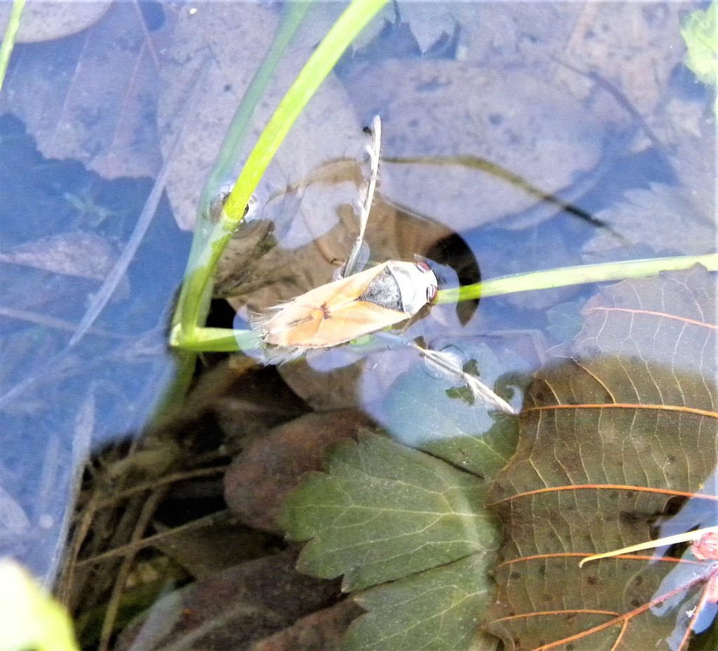 Greater Water Boatman from 768 02 Zdounky, Česko on December 9, 2018 at ...