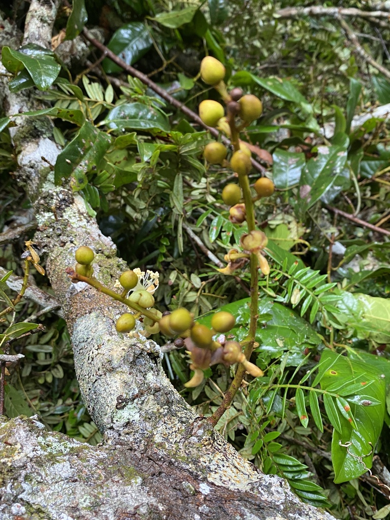 Swartzia linharensis in June 2023 by Geovane Siqueira · iNaturalist