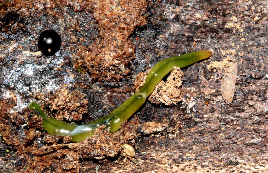 Sickgreen Flatworm from Roodeplaat, South Africa on June 14, 2023 at 10 ...
