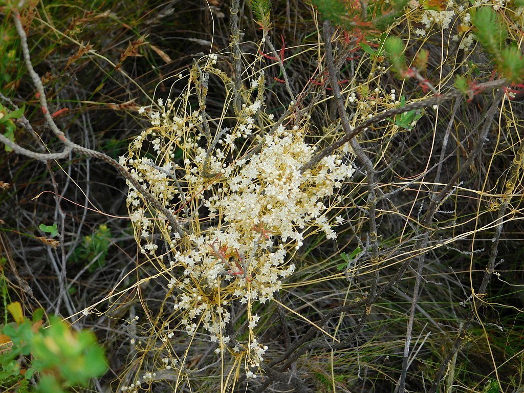 dodders from Overberg District Municipality, South Africa on December ...