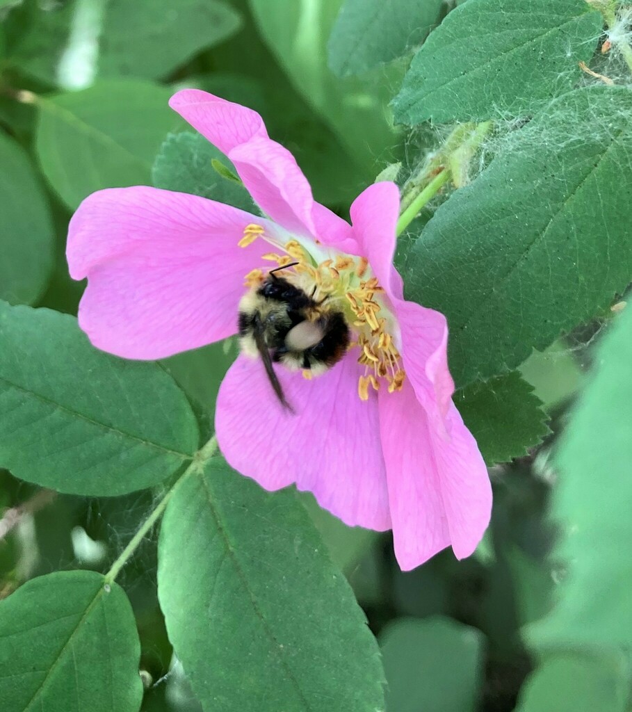 Red-belted Bumble Bee from Southwest Calgary, Calgary, AB, Canada on ...