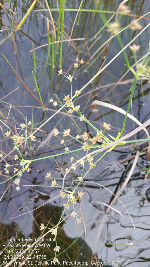 Beaked Rush from Pacaltsdorp, George, 6534, South Africa on June 13 ...