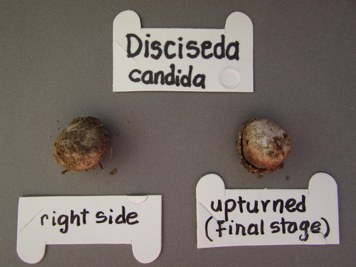 Liden skivebold (Disciseda candida)