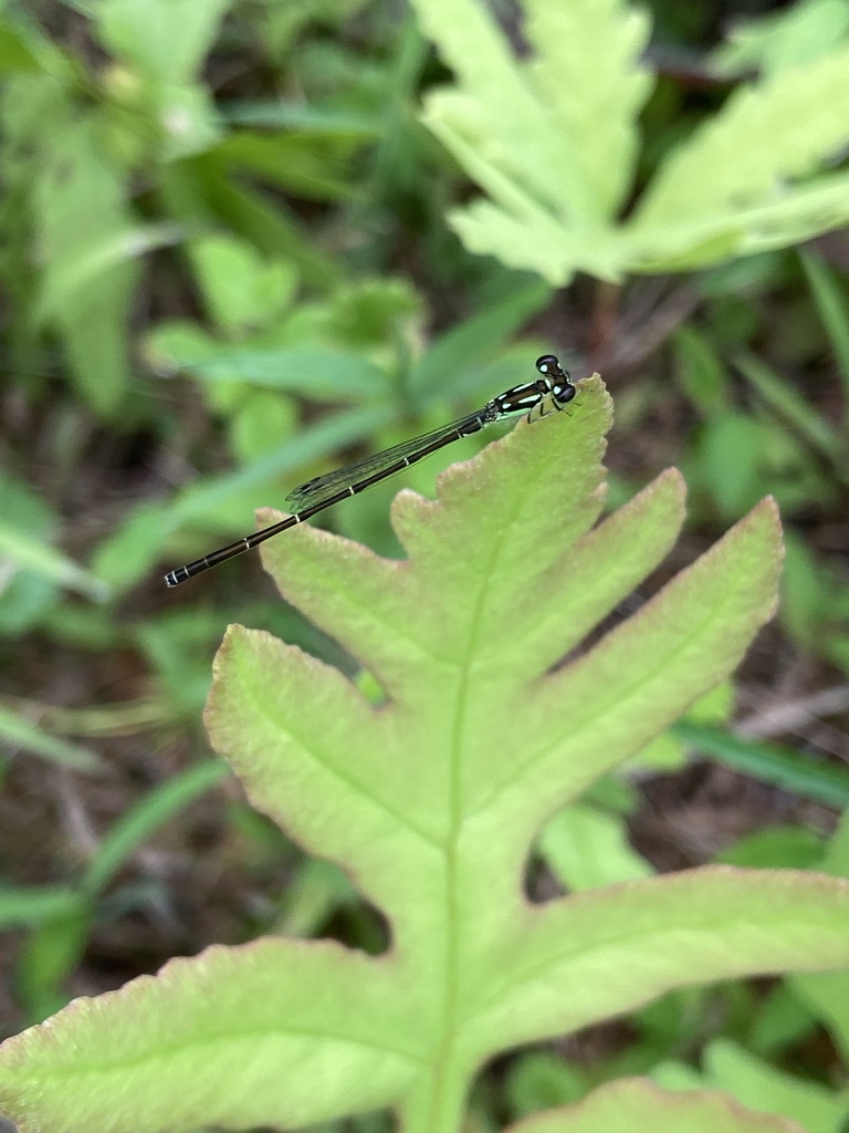 Fragile Forktail from Whitesburg Rd, Snow Hill, MD, US on June 14, 2023 ...