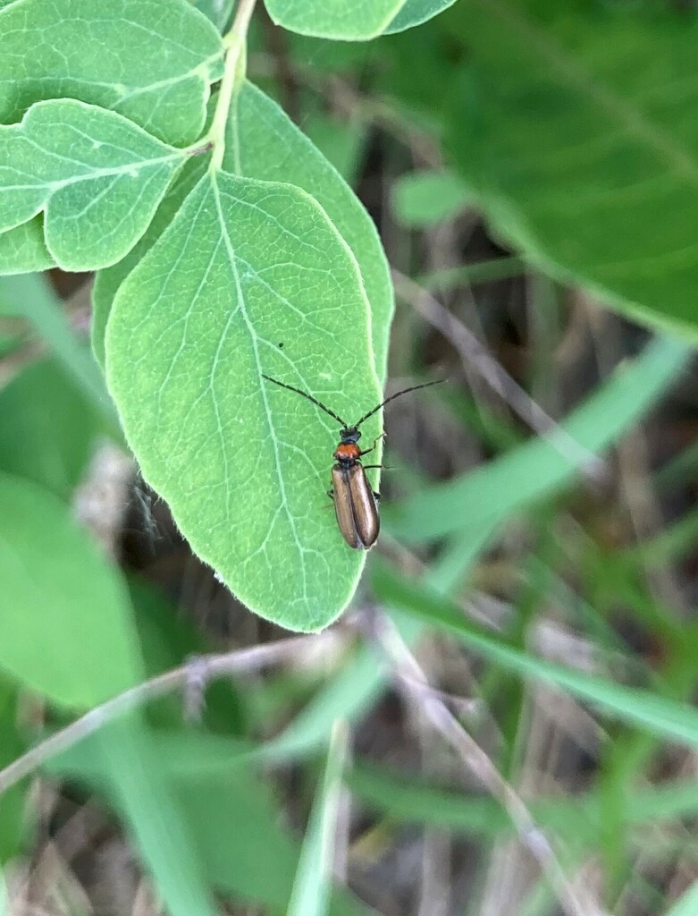 Elateriform Beetles from Southwest Calgary, Calgary, AB, Canada on June ...