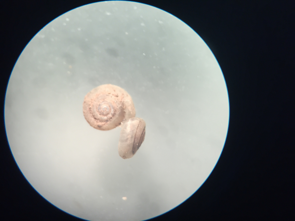 minute gem (Terrestrial Mollusks of Alabama) · iNaturalist