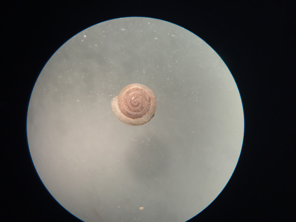 minute gem (Terrestrial Mollusks of Alabama) · iNaturalist
