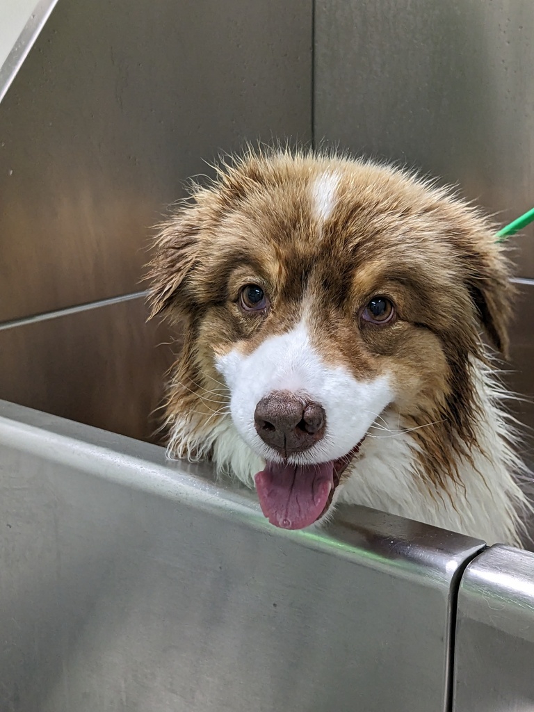 Domestic Dog from Sequim, WA 98382, USA on June 13, 2023 at 01:15 PM by ...