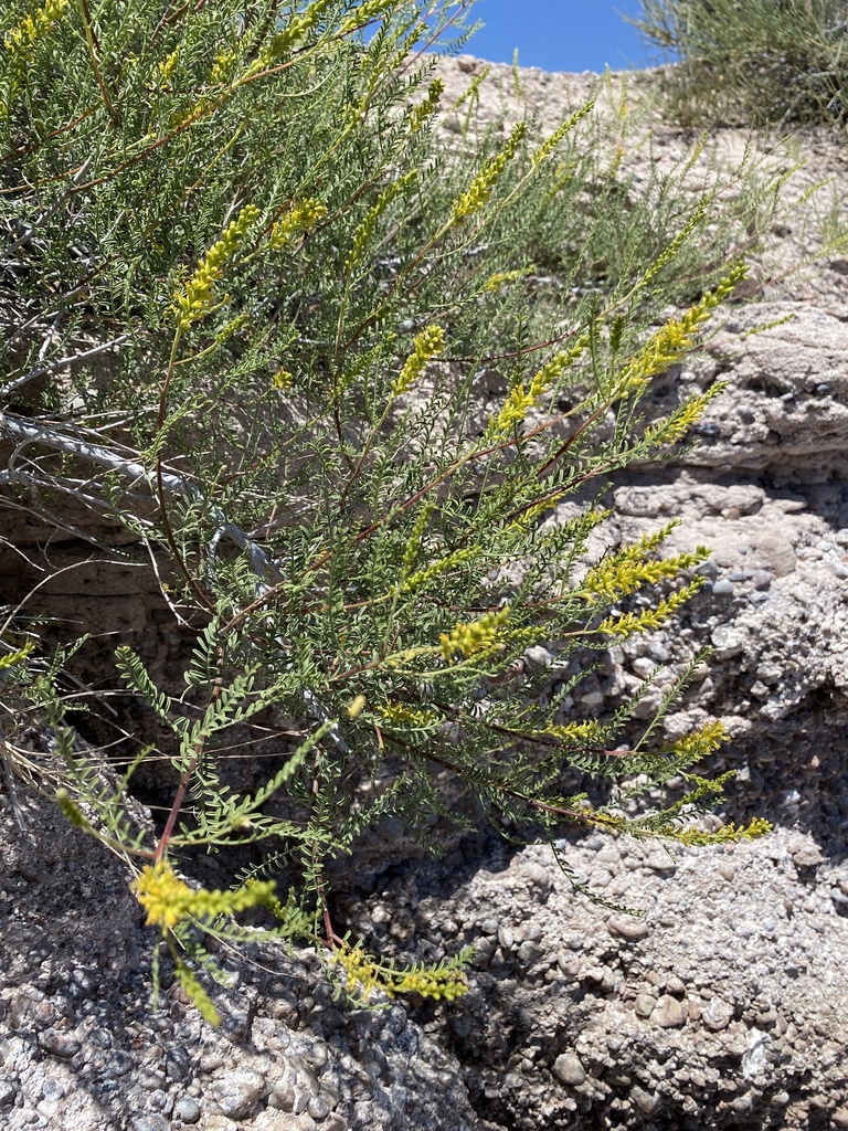 Common Dunebroom from Petrified Forest National Park, Concho, AZ, US on ...