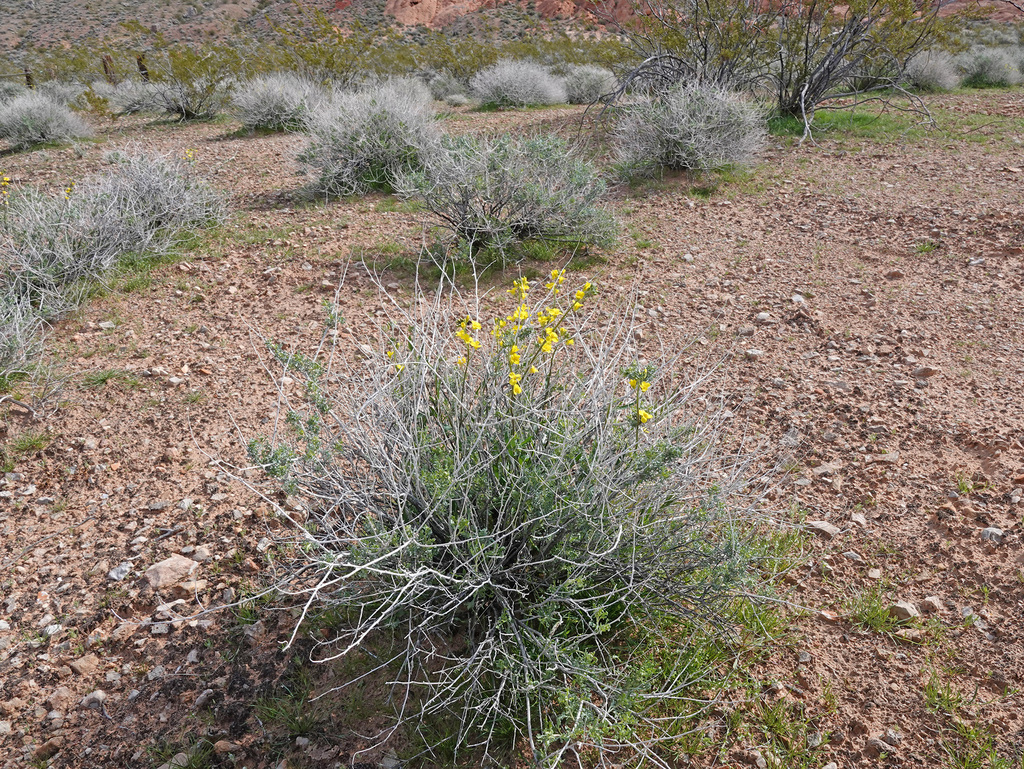 Moapa Bladderpod from Clark County, NV, USA on March 26, 2023 at 10:04 ...