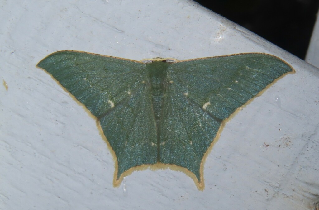 Maxates korintjiensis from Jalan Gire, Bukit Fraser, 49000 Bukit Fraser ...