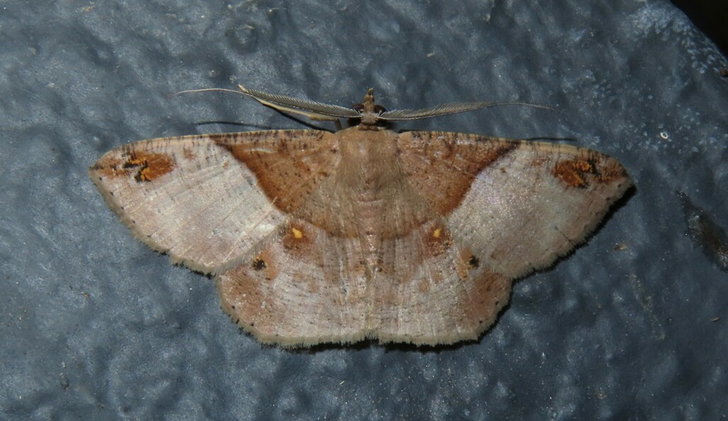 Petelia medardaria from Jalan Gire, Bukit Fraser, 49000 Bukit Fraser ...