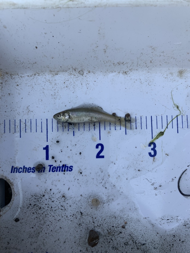 Fathead Minnow from Sully County, US-SD, US on June 14, 2023 at 10:33 ...