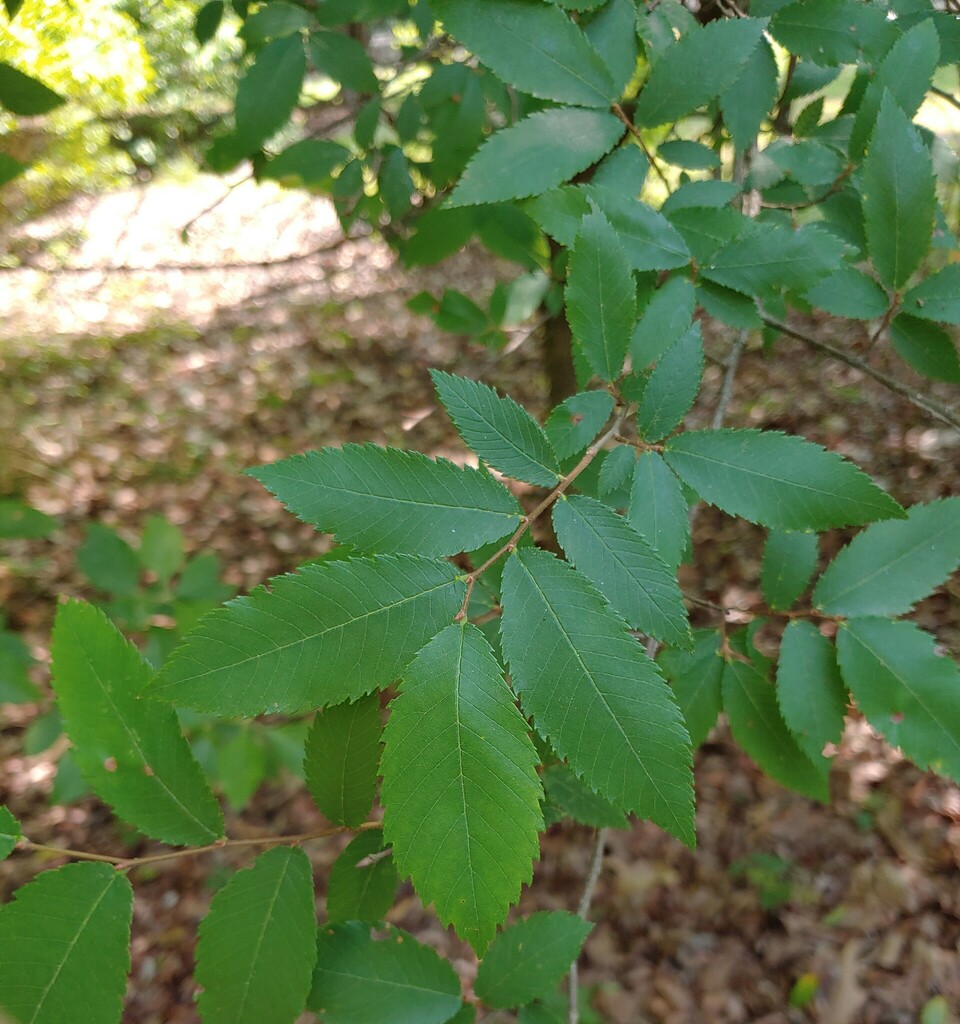 Winged Elm from Dekalb County, GA, USA on June 6, 2023 at 11:09 AM by ...