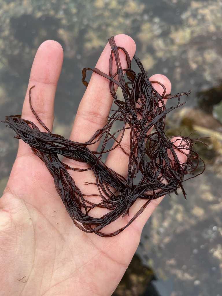 red algae from Bay of Fundy, Grand Manan, NB, CA on June 14, 2023 at 04 ...