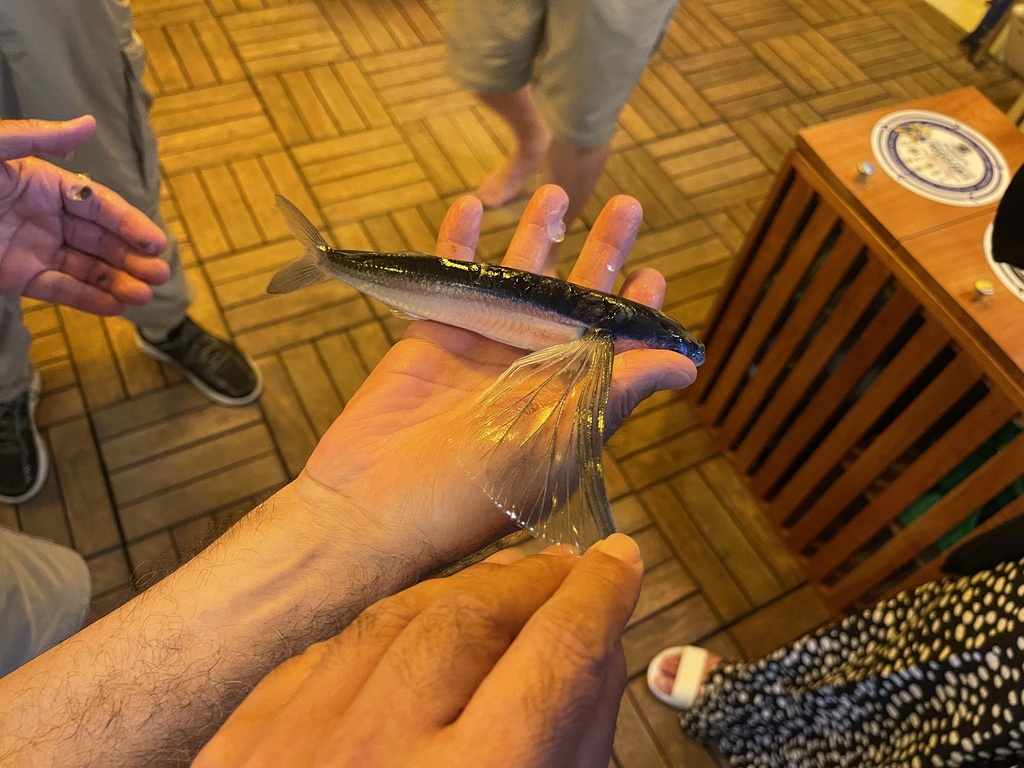 Two-wing flyingfishes from Pacific Ocean, Galapagos, EC on June 8, 2023 ...