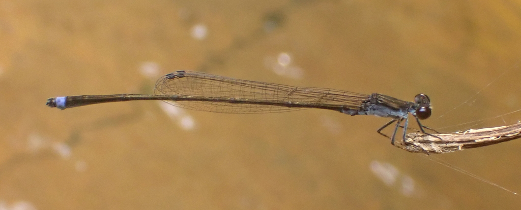Blackwater Bluet in June 2023 by Paul Bedell · iNaturalist