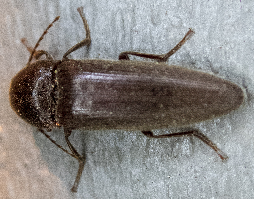 Click Beetles from Shepard Settlement, Onondaga County, NY, USA on June ...