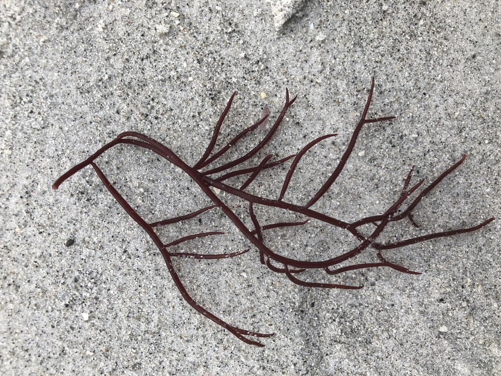 Agardh's red weed from Lee County, US-FL, US on December 9, 2018 at 10: ...