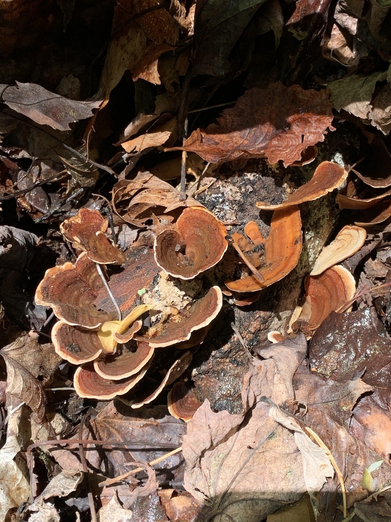 Stereum in June 2023 by Linda Gilbert · iNaturalist