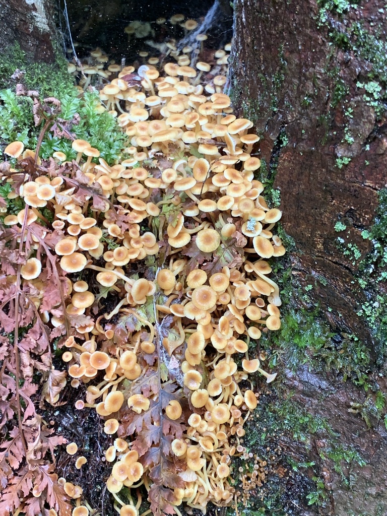 Xeromphalina in June 2023 by Linda Gilbert · iNaturalist
