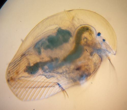 Genus Camptocercus · iNaturalist