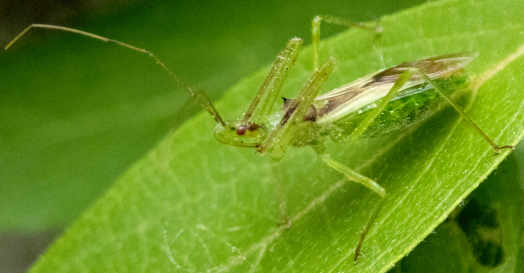 Pale Green Assassin Bug from Shepard Settlement, Onondaga County, NY ...
