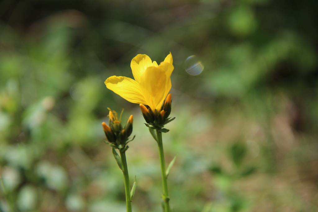 Linum capitatum from Bansko, Bulgaria on June 19, 2018 at 09:48 AM by ...