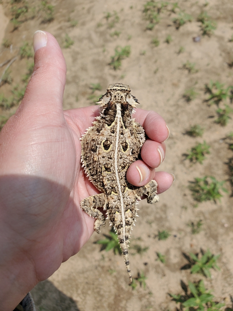 Texas Horned Lizard in June 2023 by Fat Quail · iNaturalist