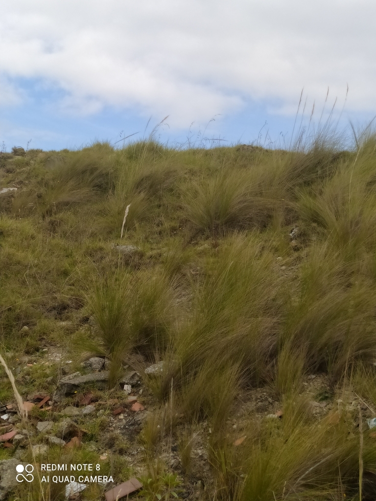 Pooideae desde Bogotá, D.C. , CO-CU, CO el 6 de mayo de 2023 a las 08: ...