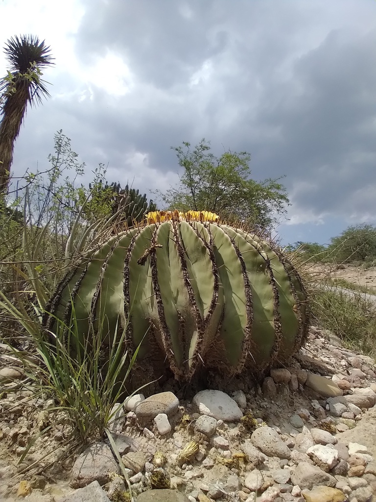 Candy Barrel Cactus in May 2023 by Jordán Miranda Trejo · iNaturalist