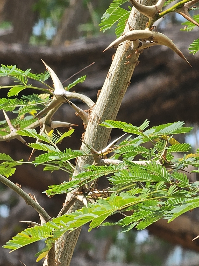Acacias, Mimosas, mesquites, and allies from Guanacaste Province, Costa ...