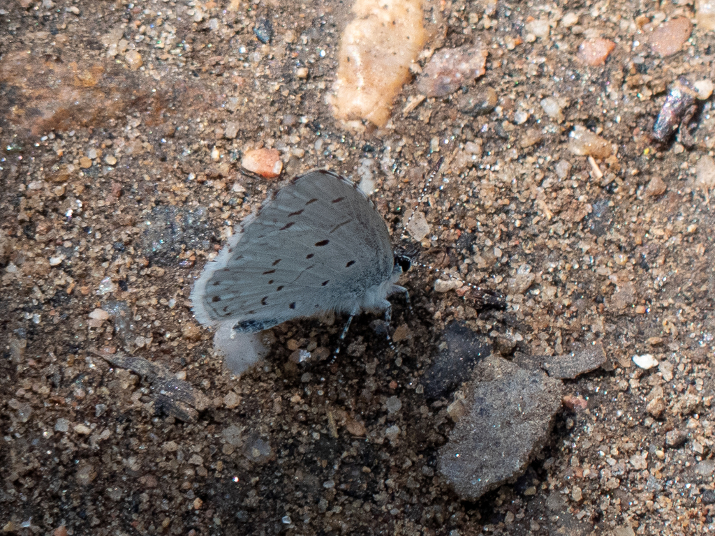 Hops Azure in June 2023 by David Martin · iNaturalist