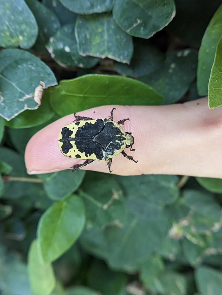 Harlequin Flower Beetle from Building 150 Westdown Camp Tilshead, Wilts ...