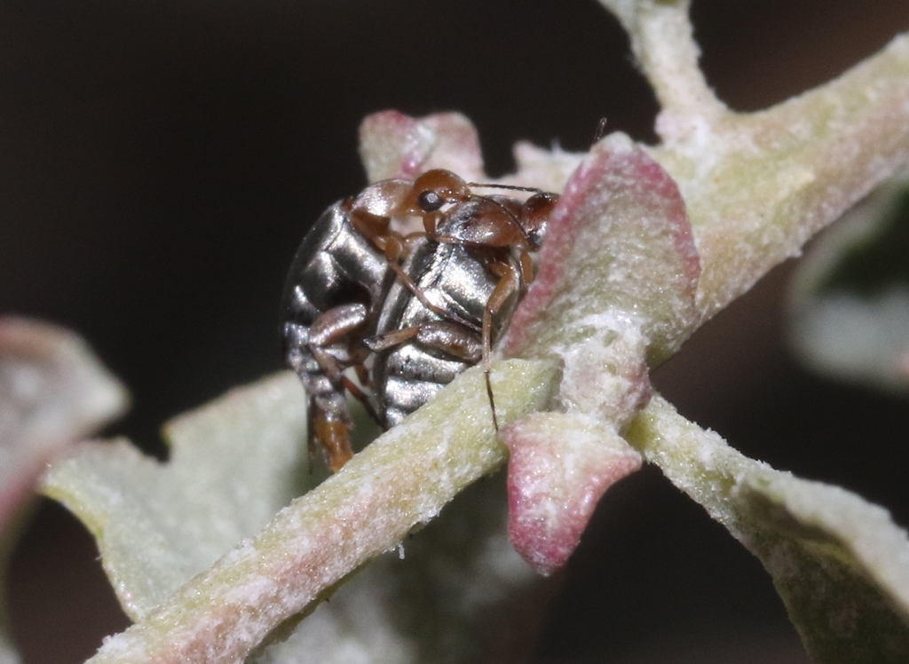 Mordellistena yumae from Riverside County, CA, USA on May 28, 2023 at ...