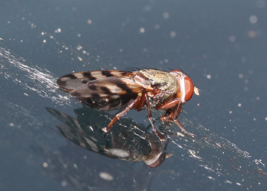 Narrow-Banded Picture-Winged Fly from Riverside County, CA, USA on May ...