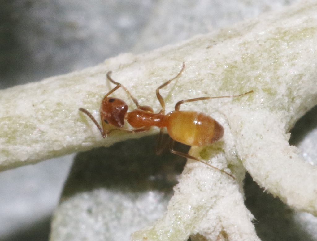 Forelius from Riverside County, CA, USA on May 28, 2023 at 07:33 PM by ...