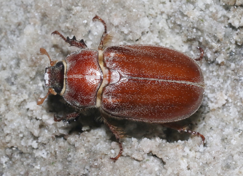 Polyphylla cavifrons from Riverside County, CA, USA on May 28, 2023 at ...