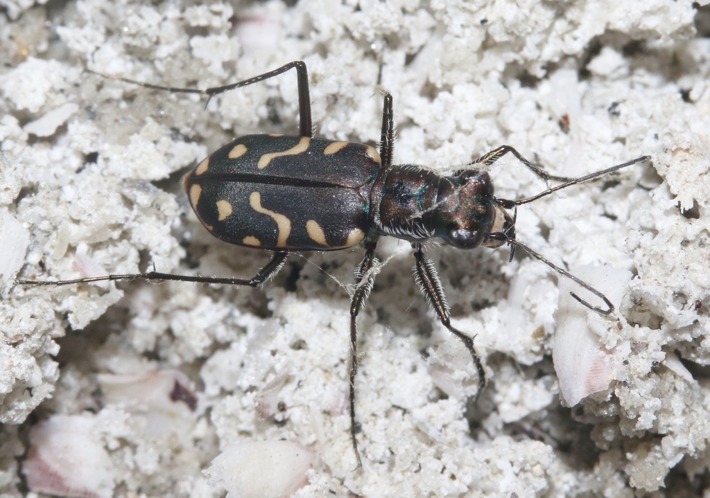 Wetsalts Tiger Beetle from Riverside County, CA, USA on May 28, 2023 at ...