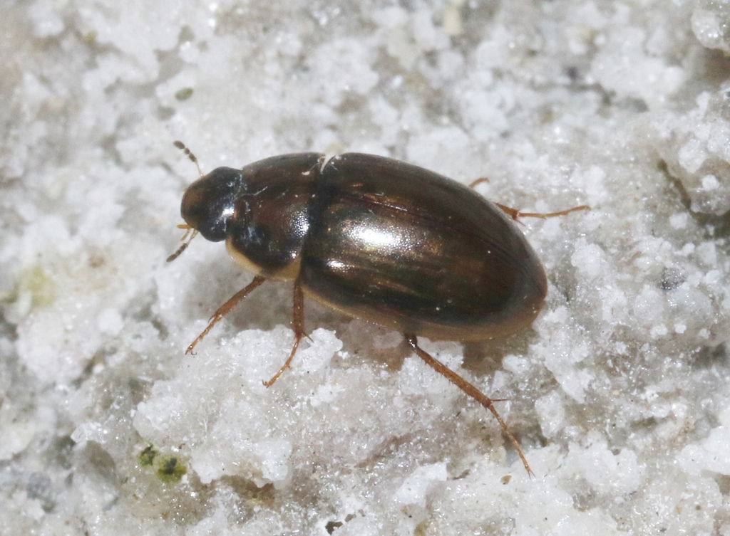 Enochrus from Riverside County, CA, USA on May 28, 2023 at 11:23 PM by ...