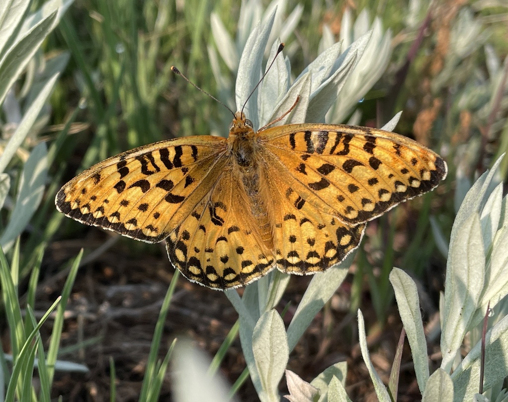 Edwards's Fritillary in June 2023 by christian_nunes · iNaturalist