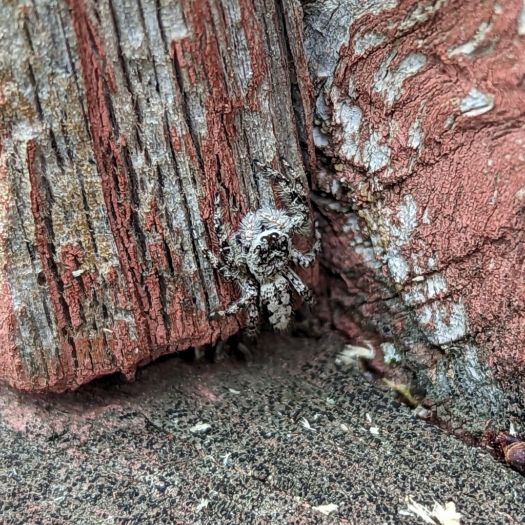 Tan Jumping Spider from Clifton, NJ 07013, USA on June 14, 2023 at 12: ...