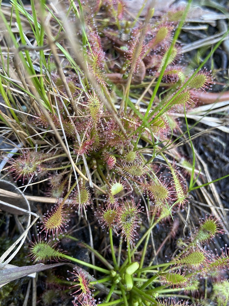 spoonleaf sundew from Worcester Hwy, Snow Hill, MD, US on June 14, 2023 ...