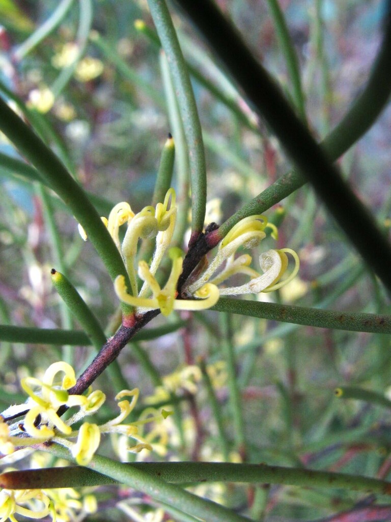 Pincushion trees from Port Arthur TAS 7182, Australia on October 1 ...