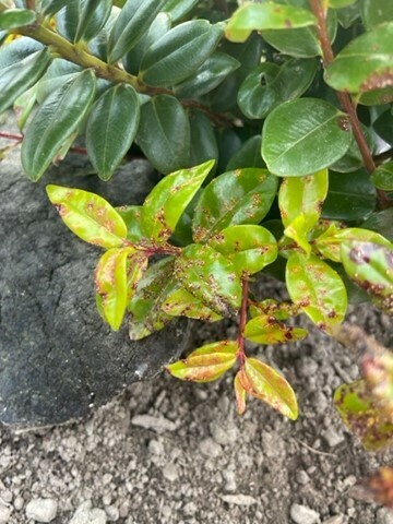 Myrtle Rust from Peka Peka, New Zealand on June 15, 2023 at 12:04 PM by ...