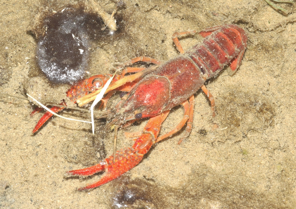 Red Swamp Crayfish from Riverside County, CA, USA on May 28, 2023 at 08 ...