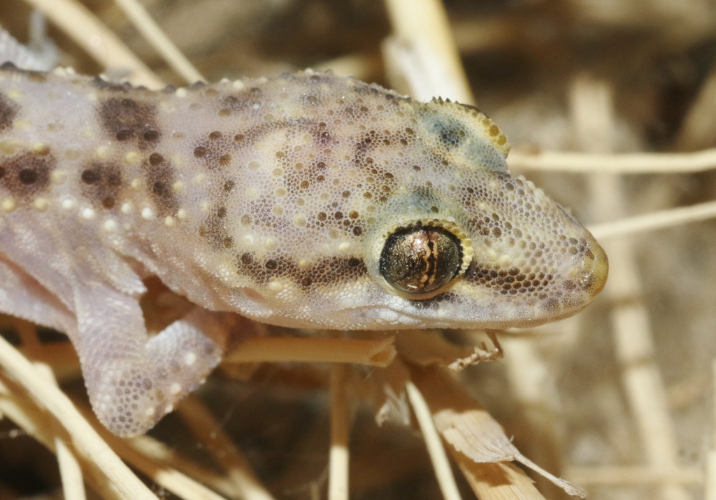Mediterranean House Gecko from Riverside County, CA, USA on May 28 ...