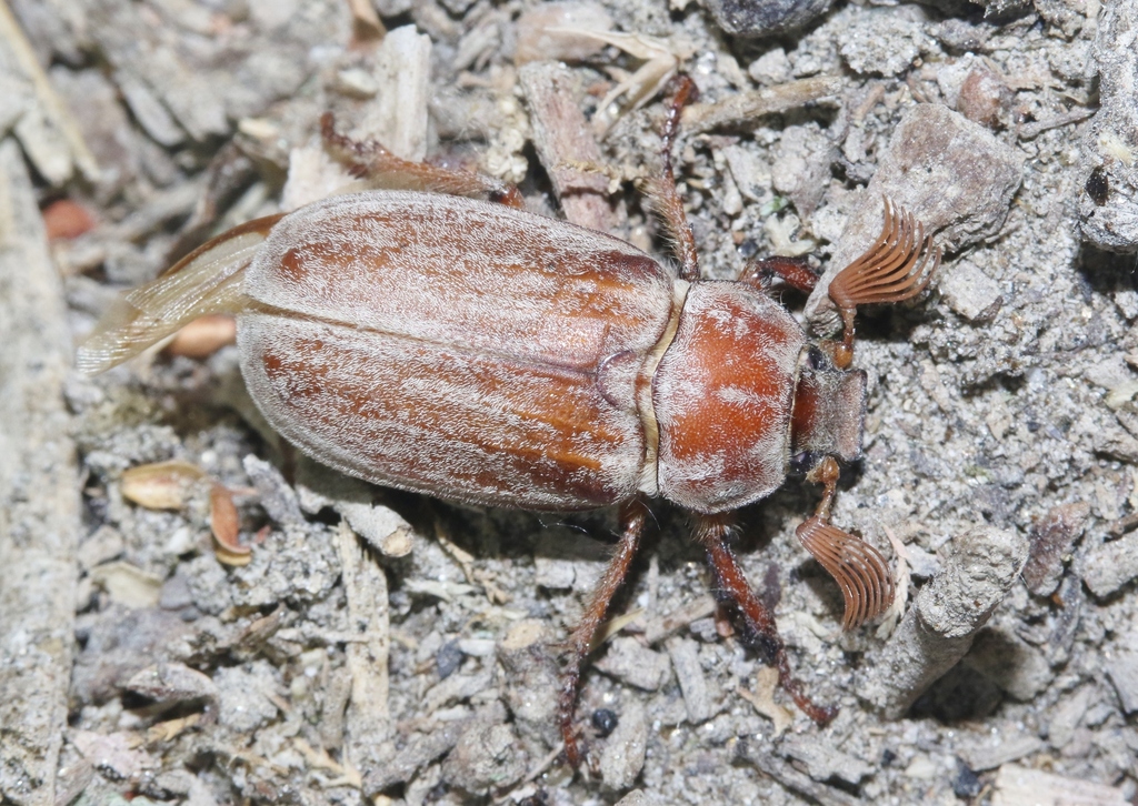 Polyphylla cavifrons from Riverside County, CA, USA on May 28, 2023 at ...