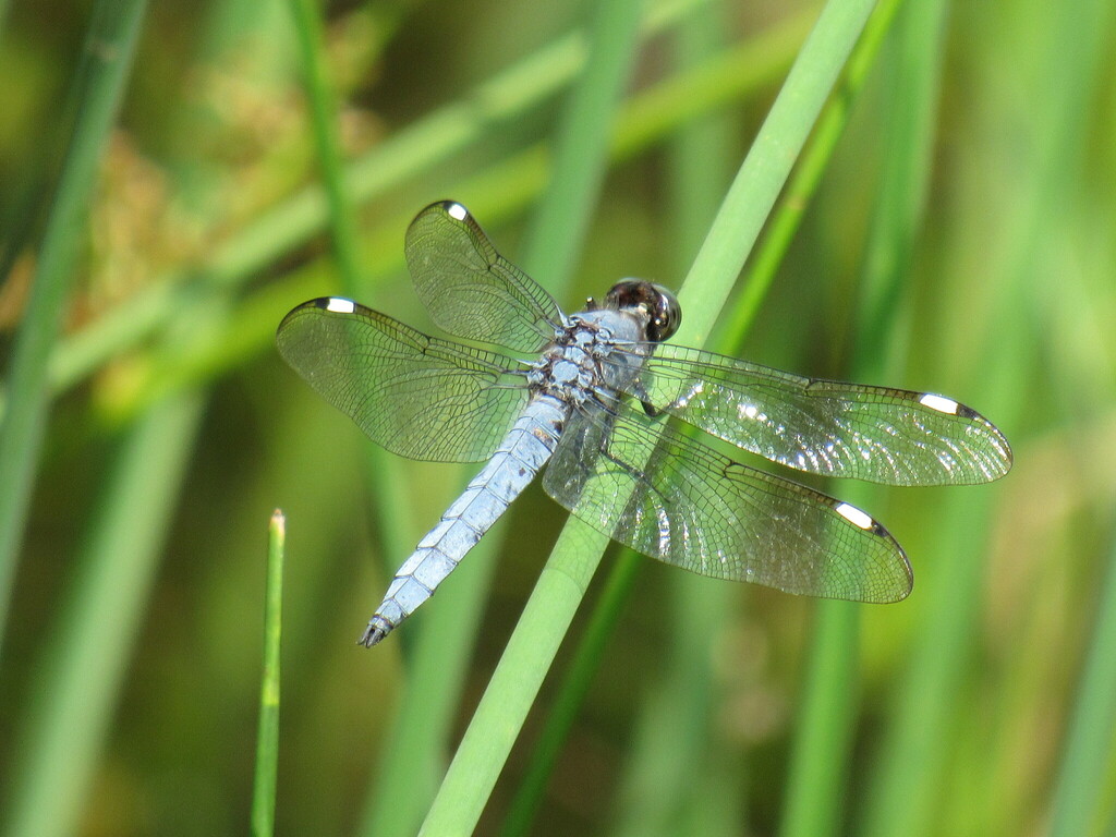 Spangled Skimmer from Grant Park, Montgomery County, OH, USA on June 14 ...